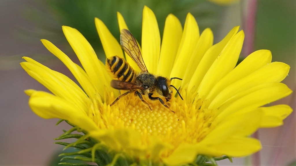 Megachile fidelis from Nanaimo, BC, Canada on August 15, 2022 at 04:44 ...