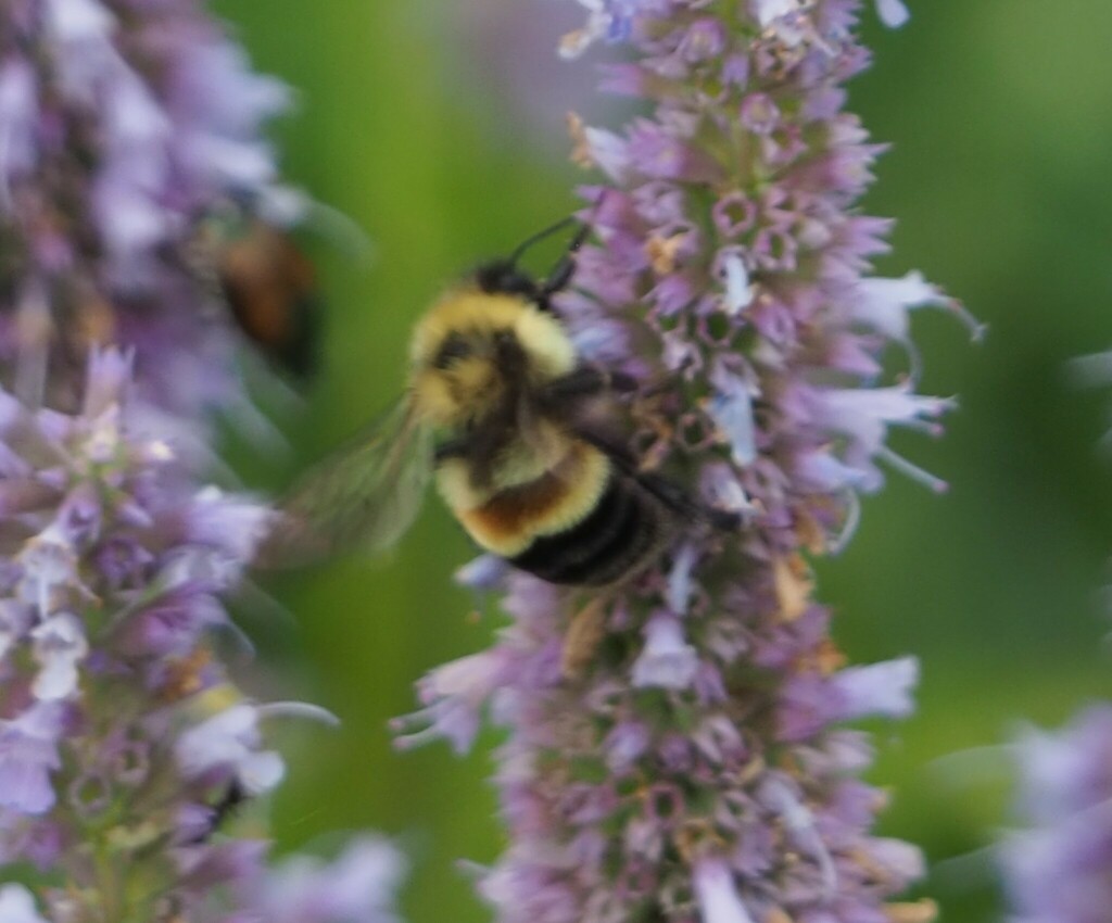 Rusty-patched Bumble Bee in August 2022 by mottled_sculpin · iNaturalist