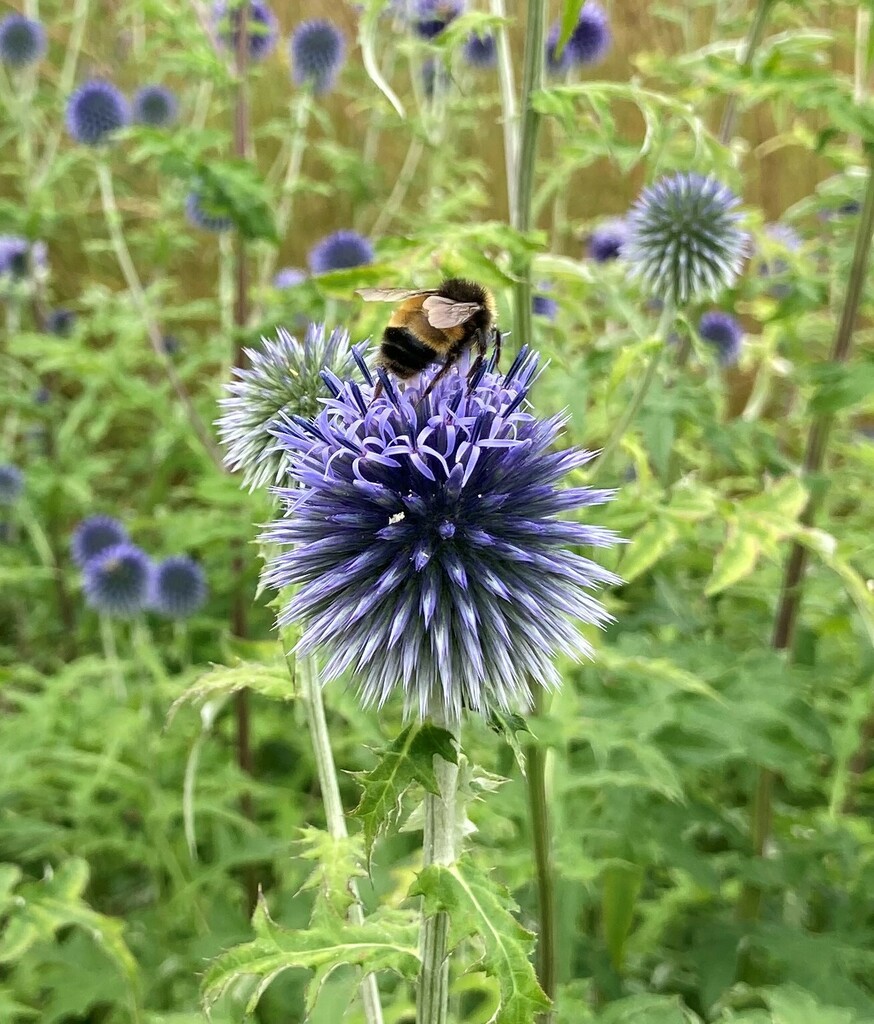 Yellow-banded Bumble Bee from Sillery, Québec City, QC, Canada on ...