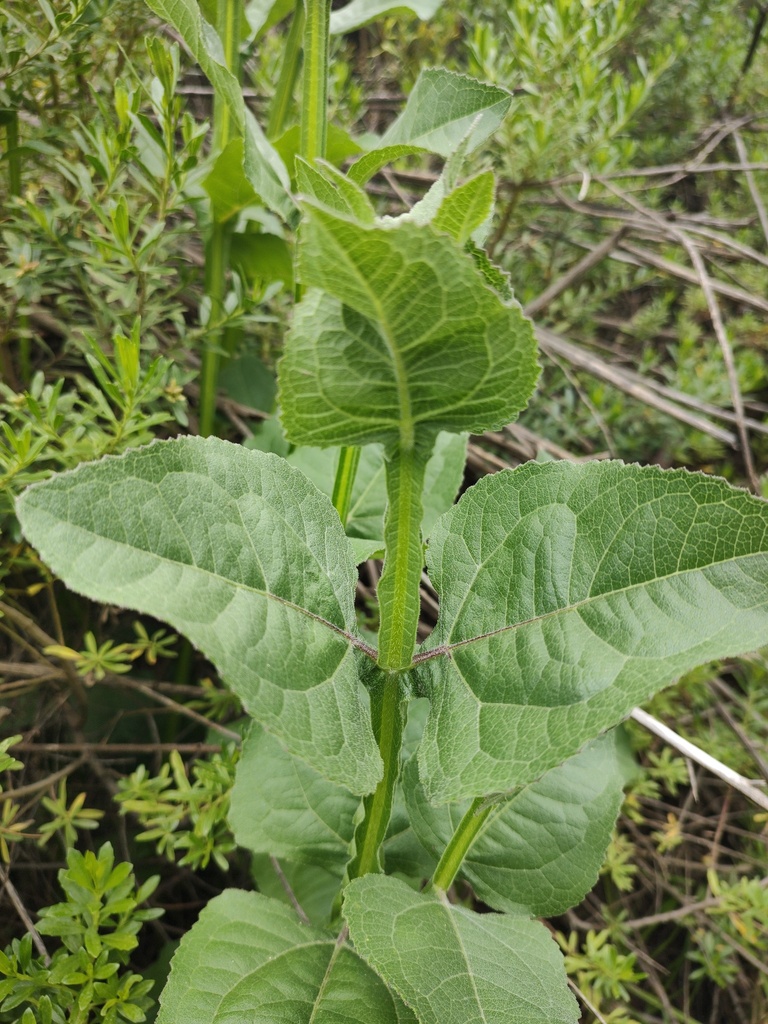 Verbesina tetraptera from Zona de Conservación Ecológica, Ciudad de ...