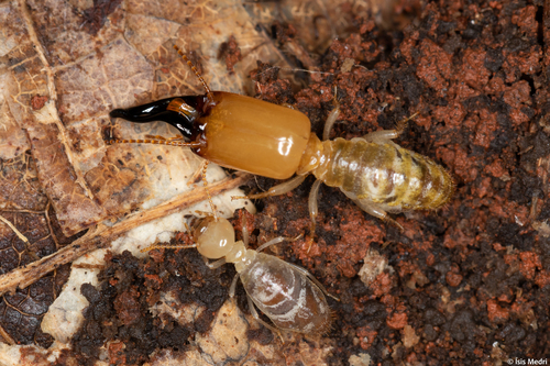 subfamilia Neocapritermitinae · iNaturalist Ecuador