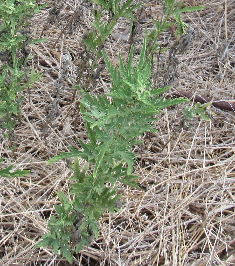 western ragweed from 5365 CR 326, Lexington, Lee Co, TX, USA on August ...