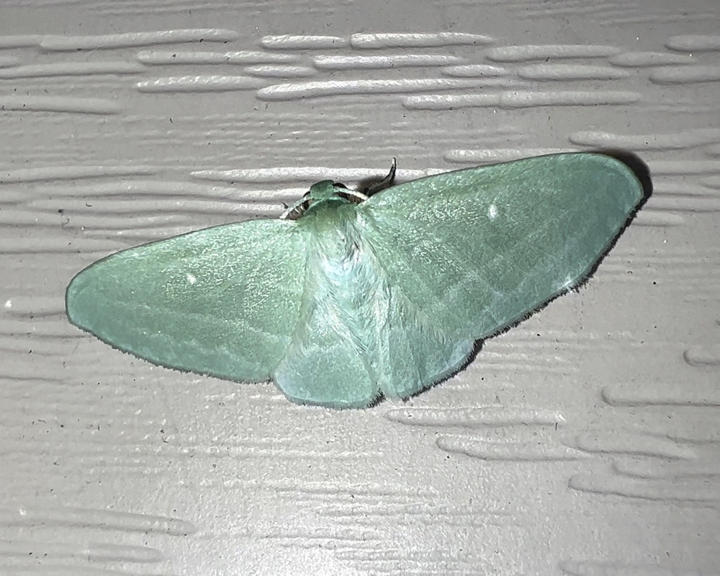 Bad-wing Moth from Owings Mills on August 15, 2022 at 09:20 PM by ...