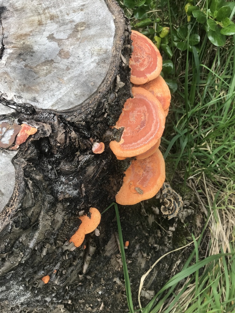 Southern Cinnabar Polypore from Waimanu Lagoons, Waikanae, Wellington ...