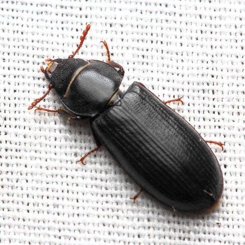 Cadelles (Genus Tenebroides) · iNaturalist United Kingdom