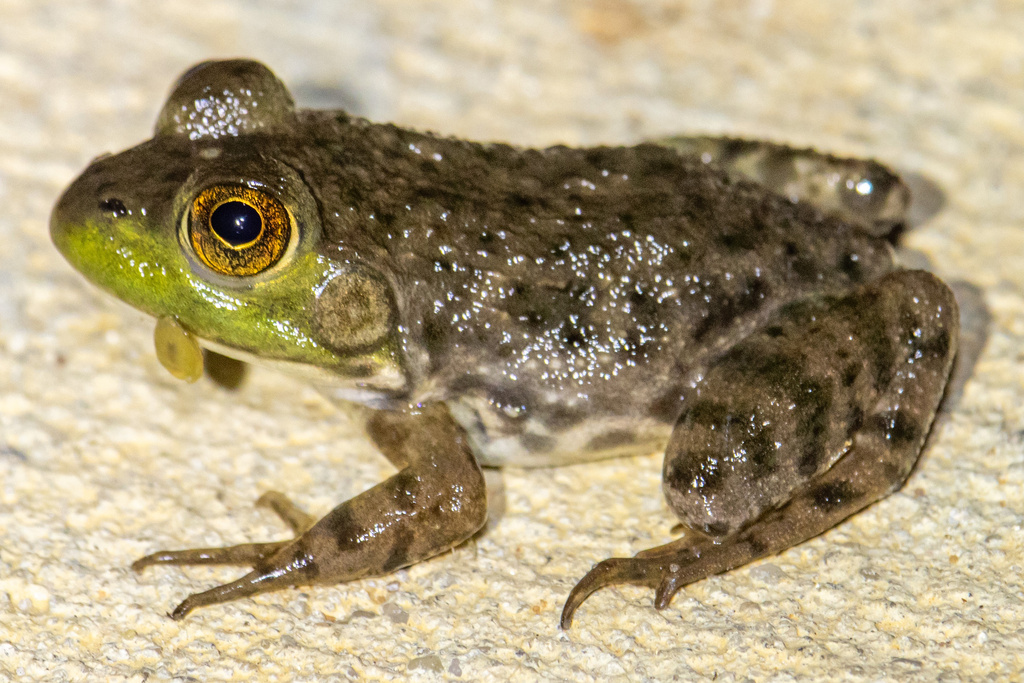 American Bullfrog from Knoll Creek Dr, Carriere, MS, US on August 15 ...