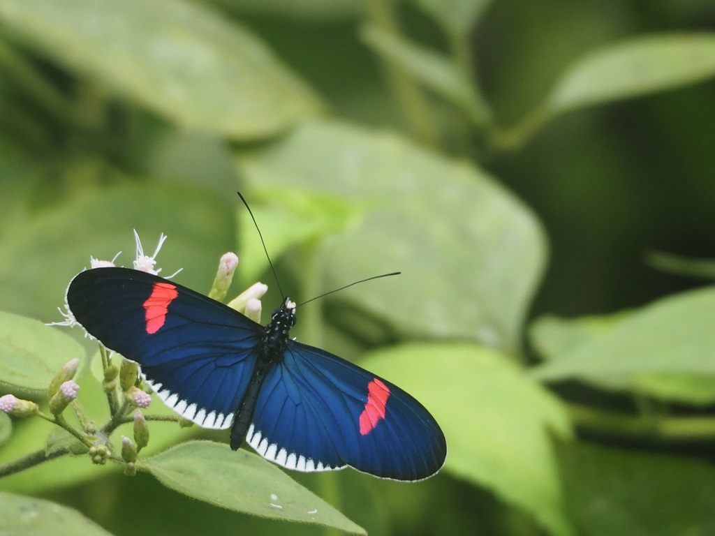 Heliconius erato cyrbia from Puerto López, Manabi, Ecuador on August 14 ...