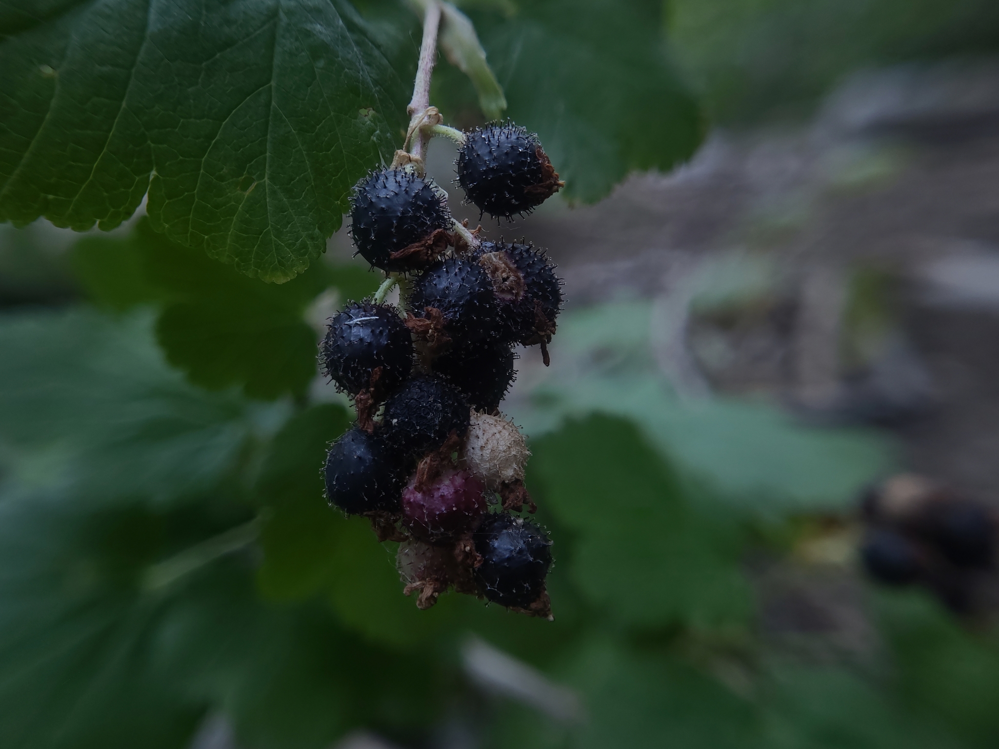 Ribes wolfii Rothr.