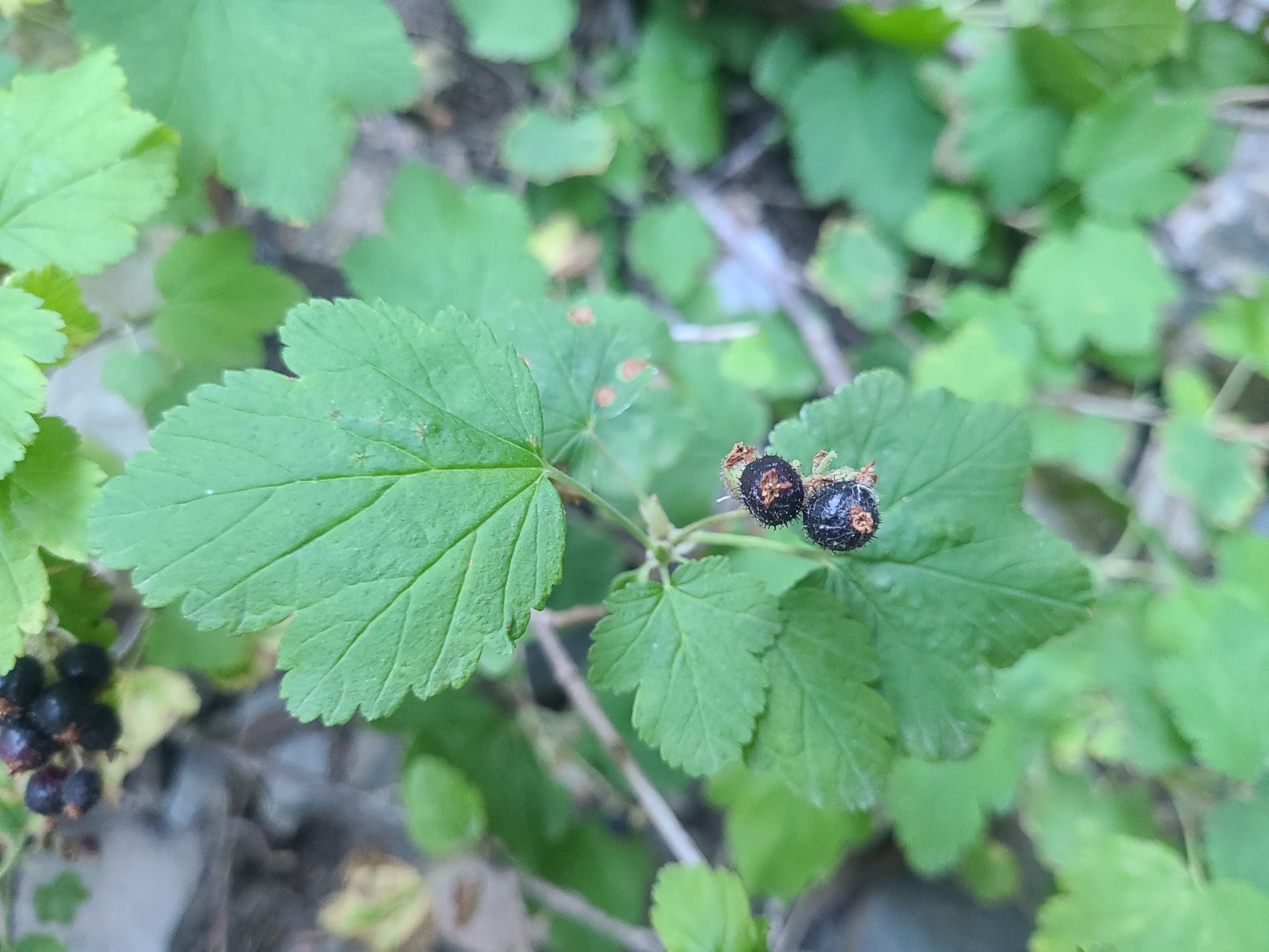 Ribes wolfii Rothr.