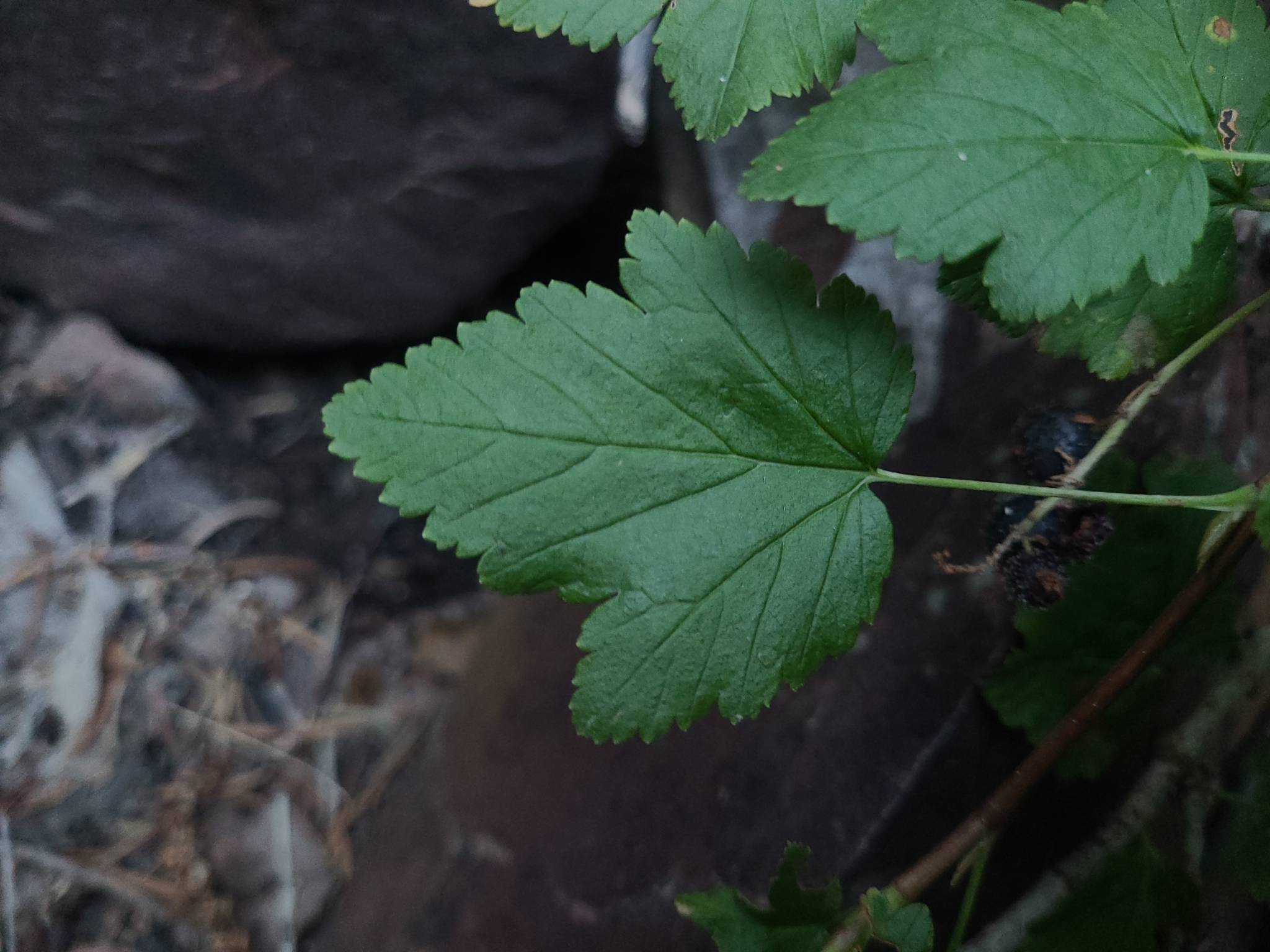 Ribes wolfii Rothr.