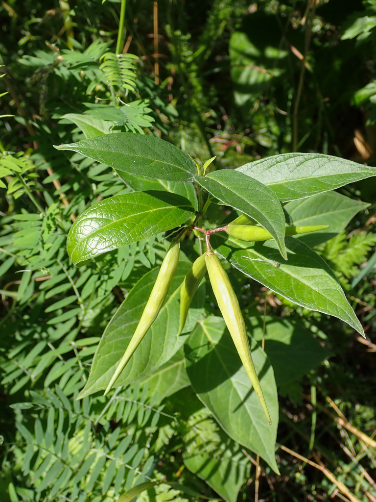 European swallow-wort from Communauté-Urbaine-de-Montréal, Québec ...