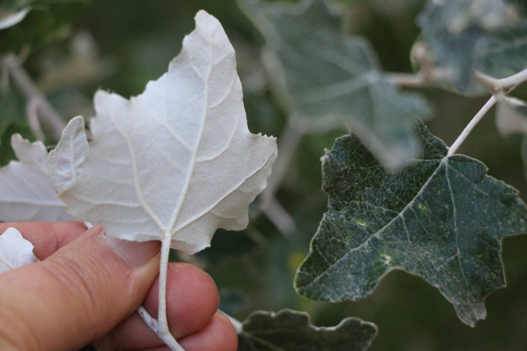white poplar from Mt Laguna, CA 91948, USA on August 12, 2022 at 06:00 ...