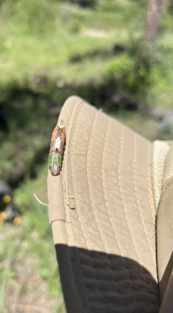 Schizura obligata in August 2022 by sichcw · iNaturalist