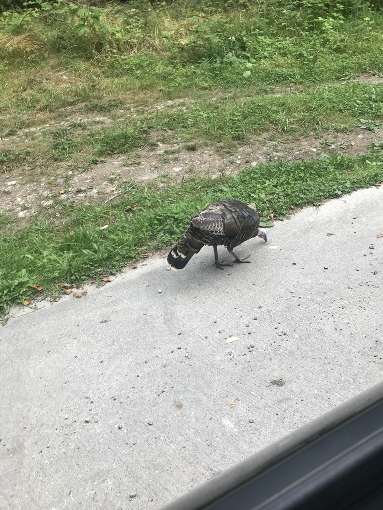 Wild Turkey from Murray Rd, Powell River, BC, CA on August 15, 2022 at ...