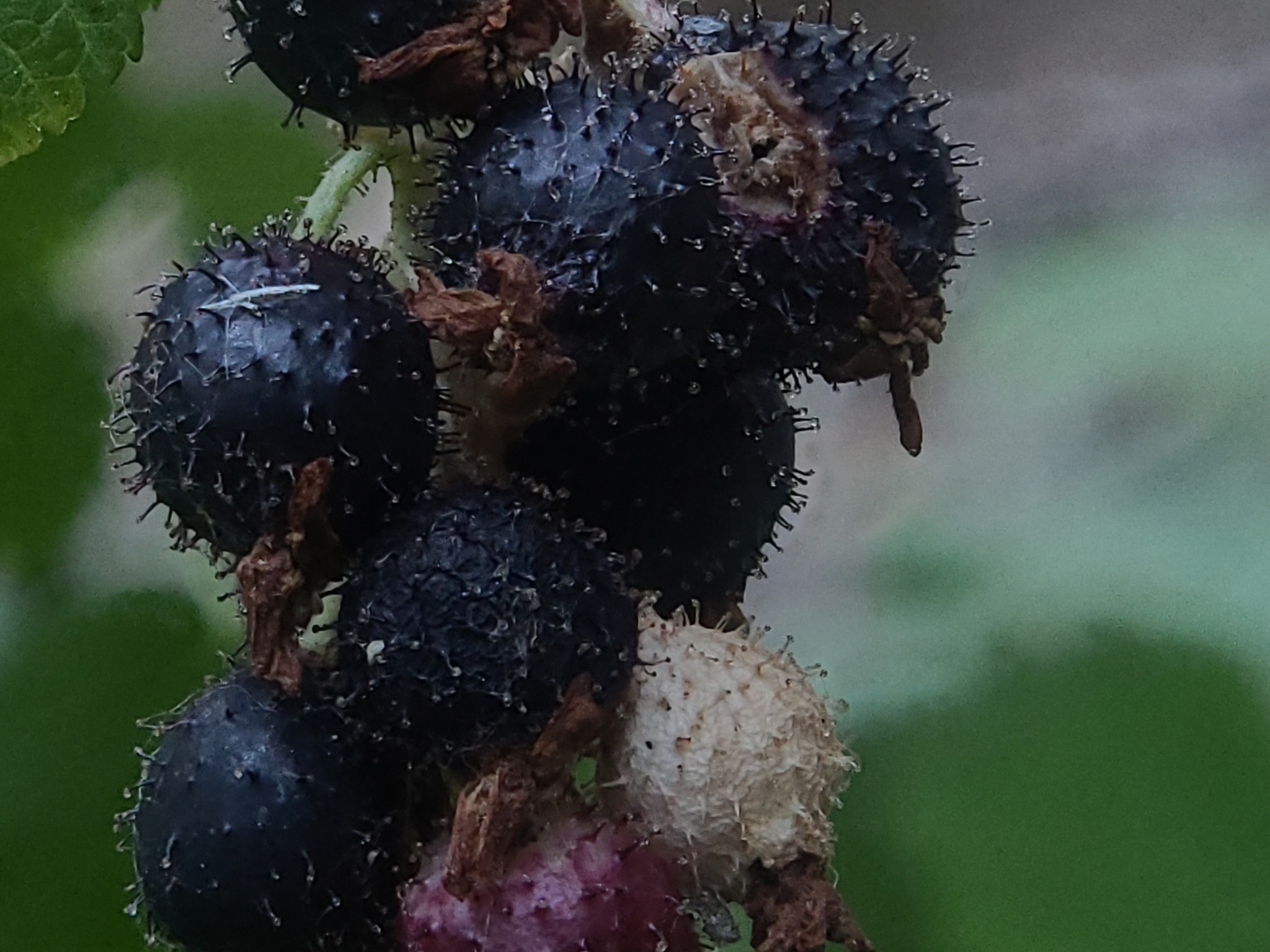 Ribes wolfii Rothr.