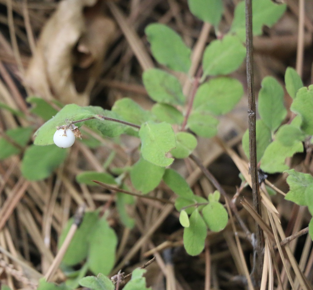 creeping snowberry from San Diego County, CA, USA on August 13, 2022 at ...