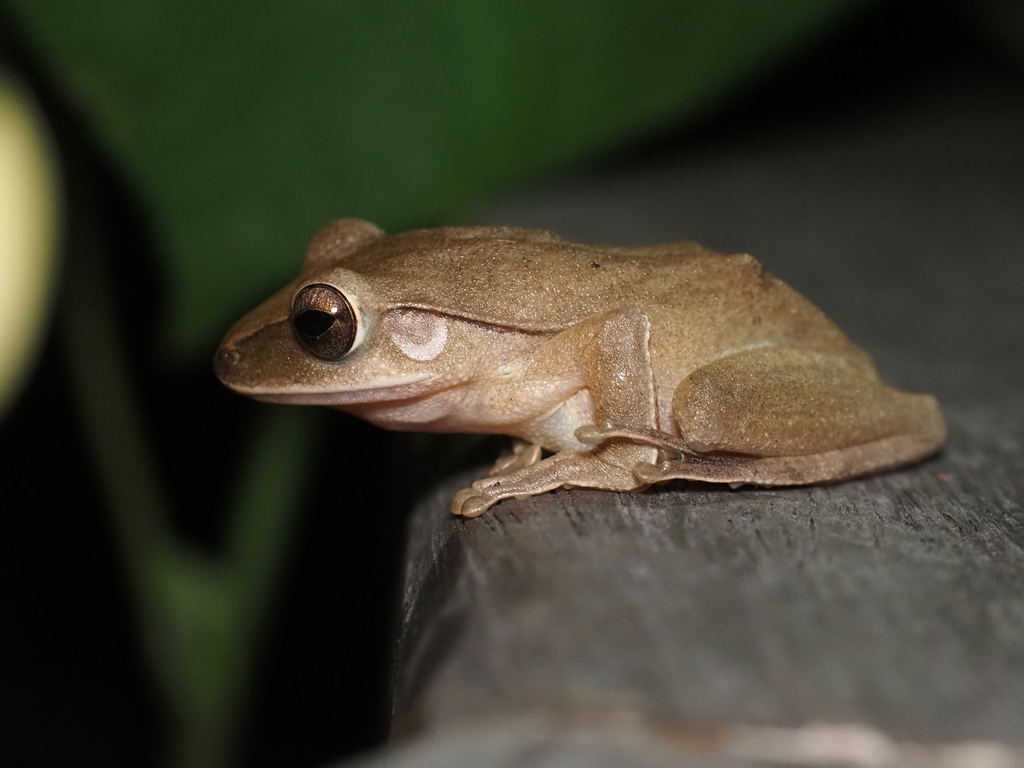 Spot-legged Tree Frog from 中国海南省海口市秀英区 on August 15, 2022 at 10:16 PM ...