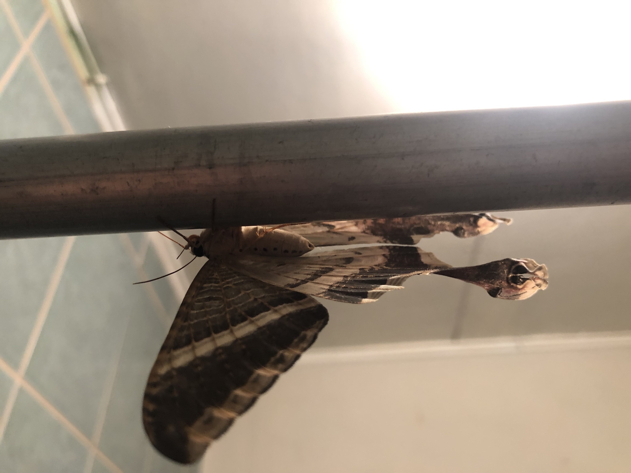 Nothus lunus Linnaeus, 1758