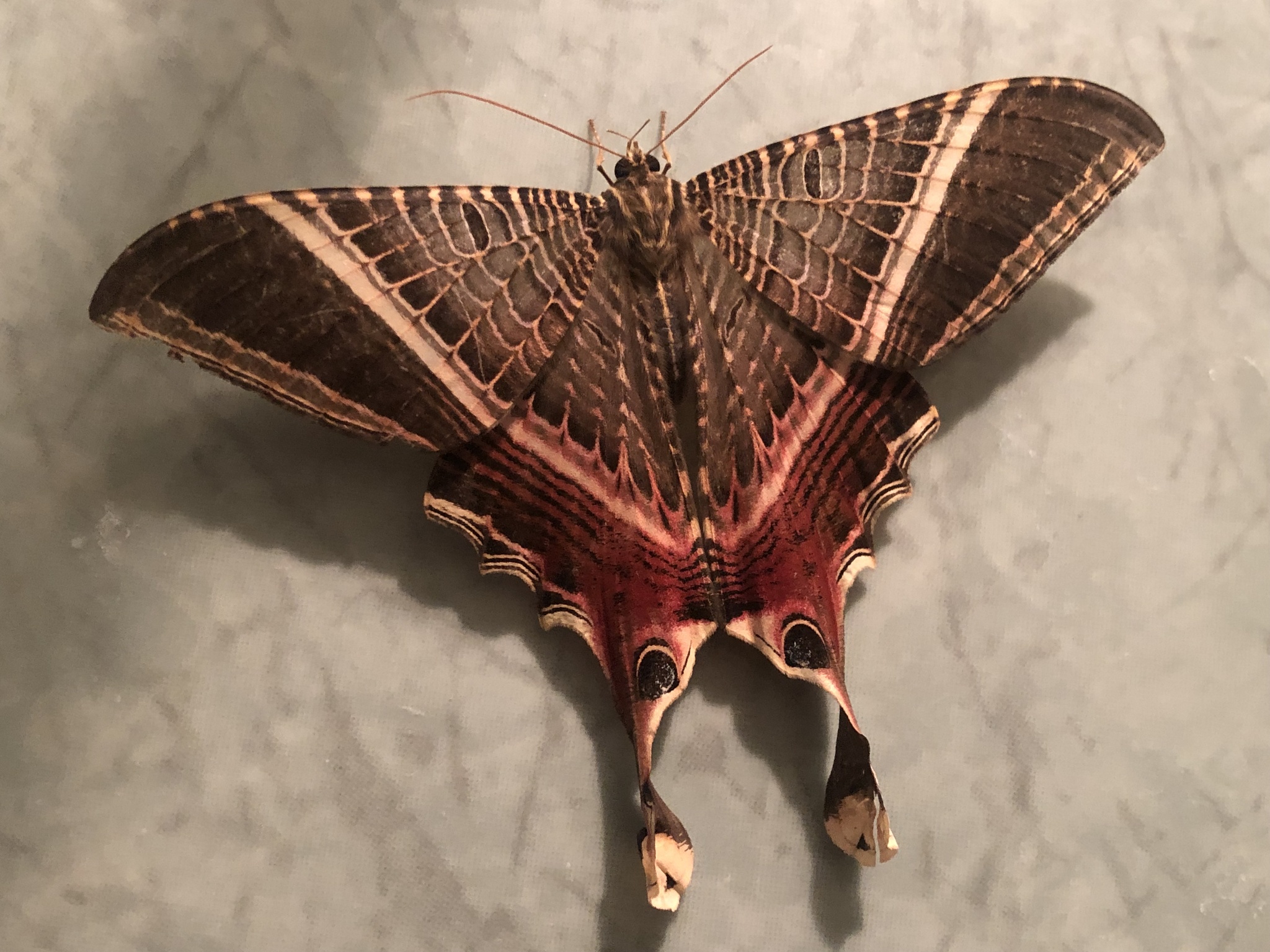 Nothus lunus Linnaeus, 1758