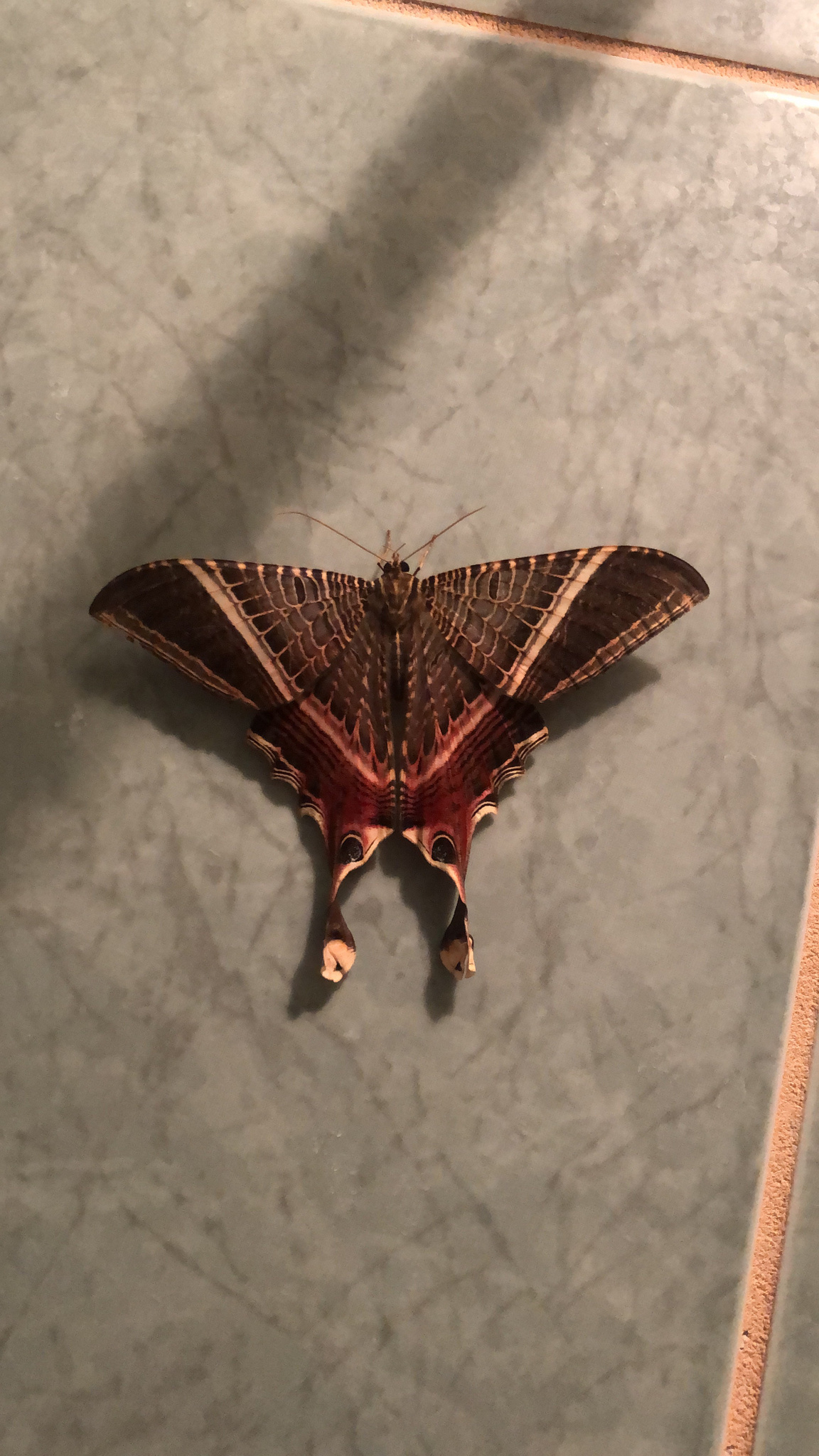 Nothus lunus Linnaeus, 1758