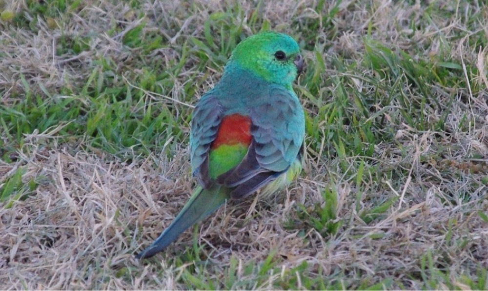 Red-rumped Parrot (Blue Mountains Birds) · iNaturalist