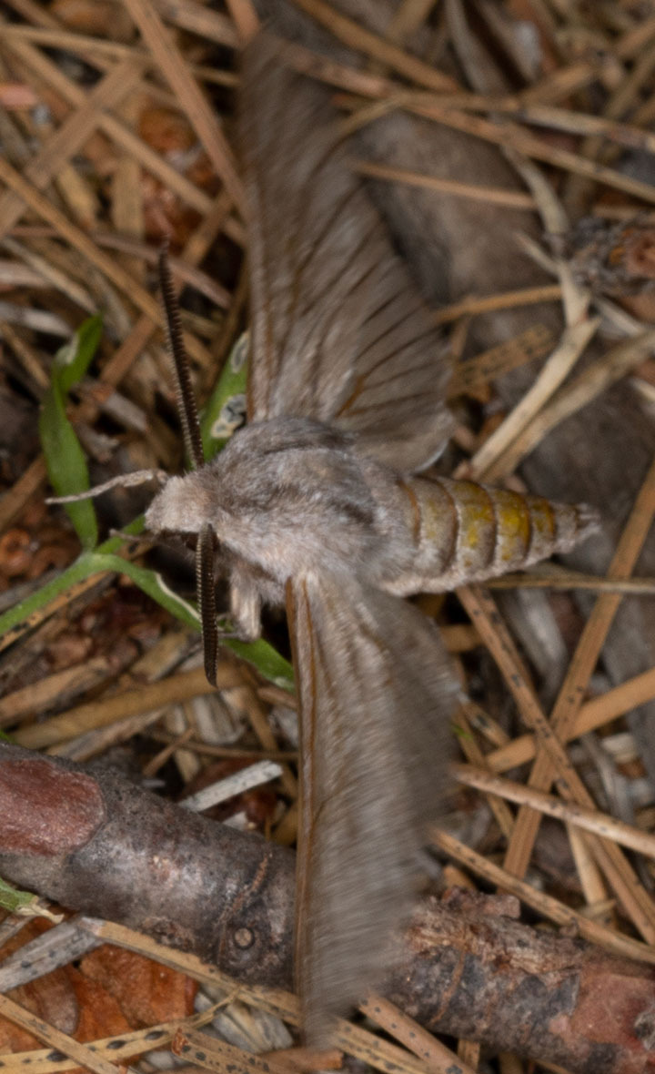 Sphinx sequoiae Boisduval, 1868