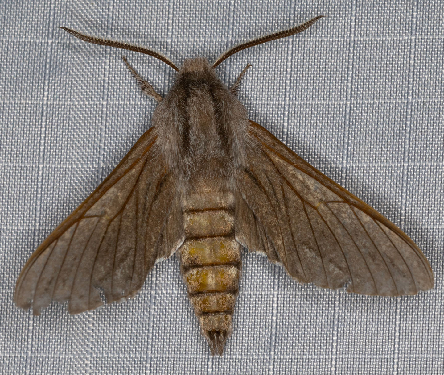 Sphinx sequoiae Boisduval, 1868