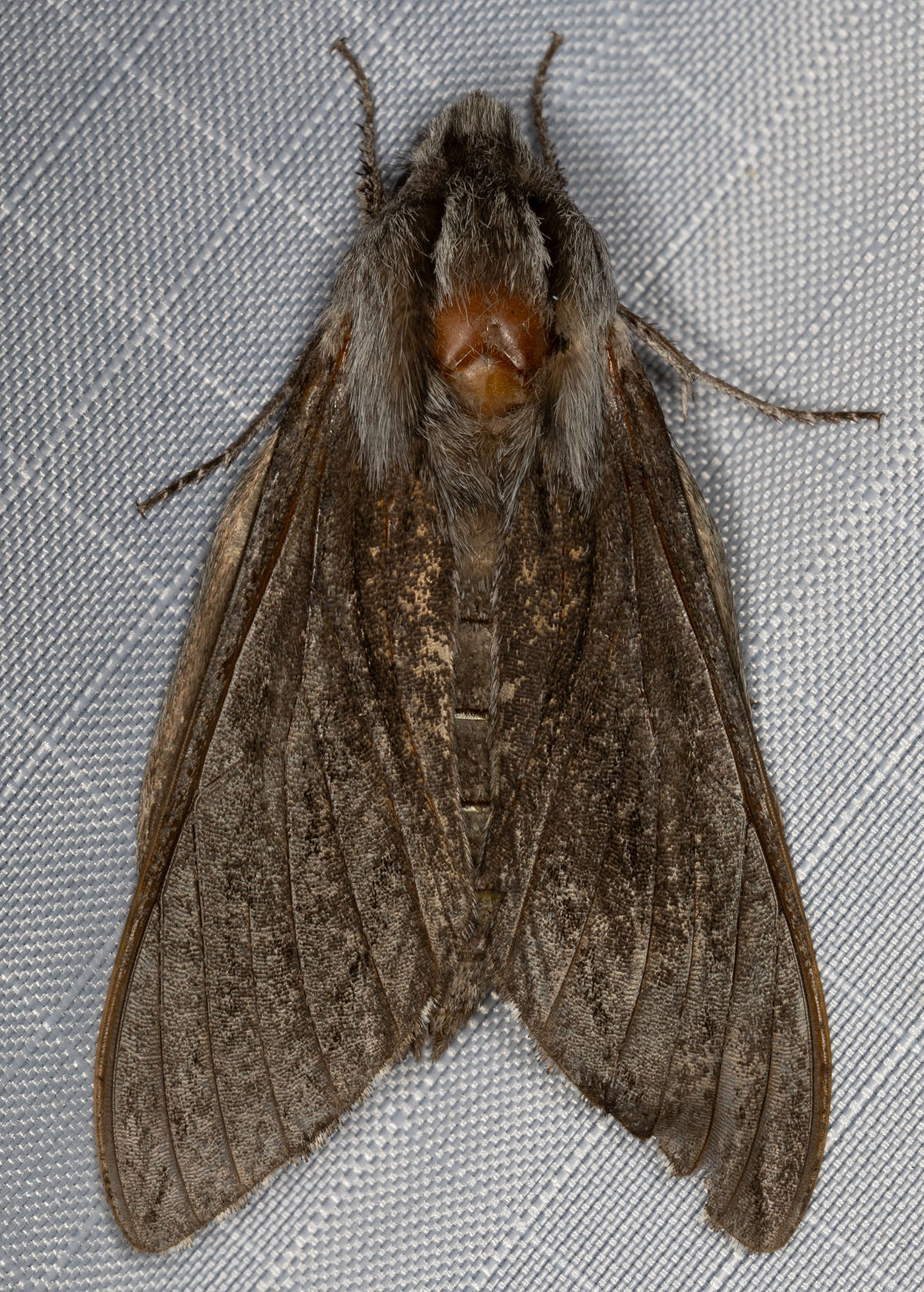 Sphinx sequoiae Boisduval, 1868