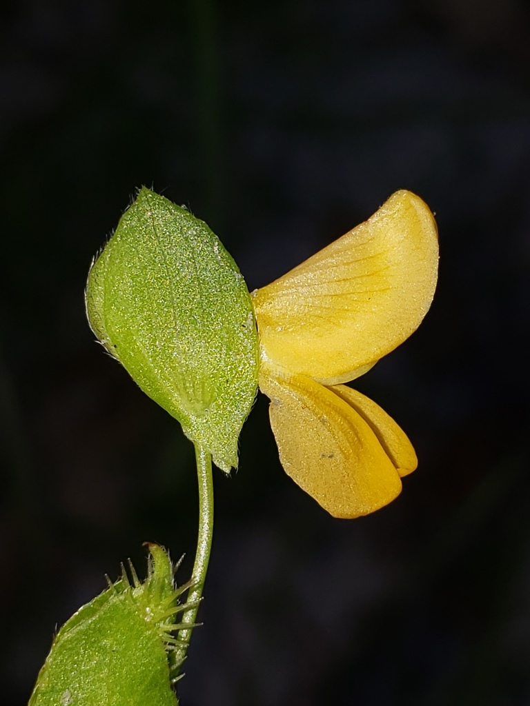 Viperina (Zornia bracteata) - Botanical Realm