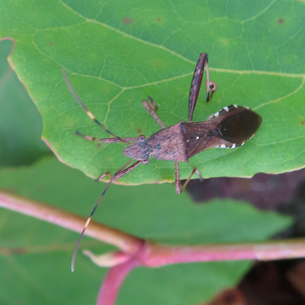 Riptortus pedestris from Район Аоба, Сендай, Мияги, Япония on August 12 ...