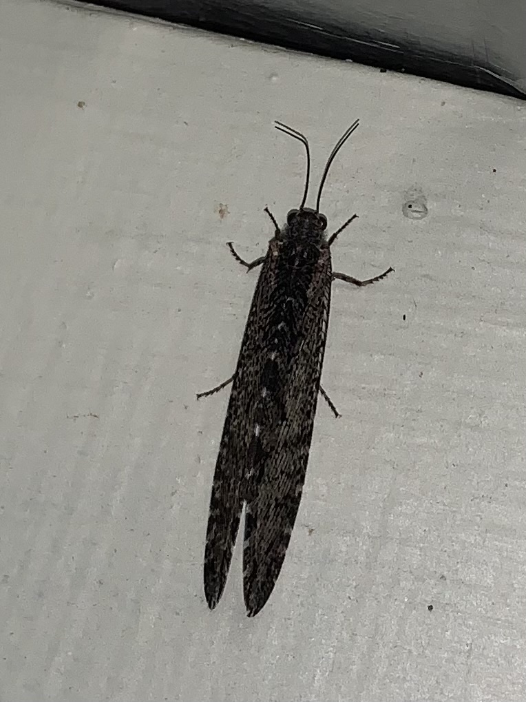 Polystoechotes punctata (Fabricius, 1793)