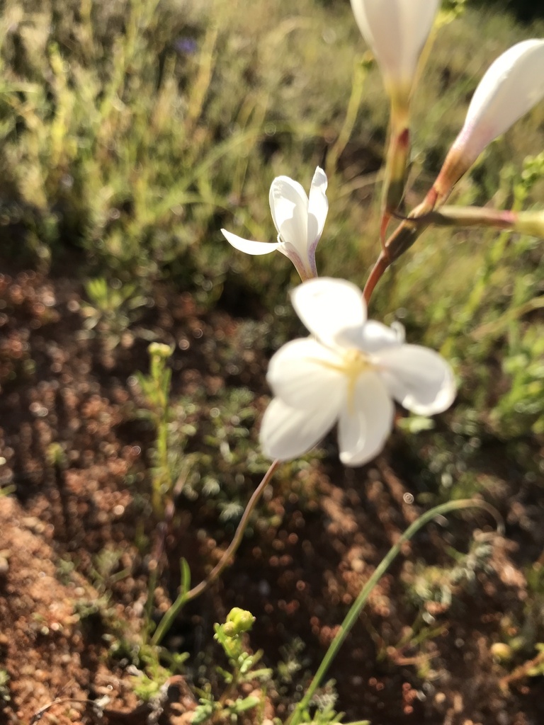 flowering plants from Daisy Lodge, Springbok, NC, ZA on August 16, 2022 ...