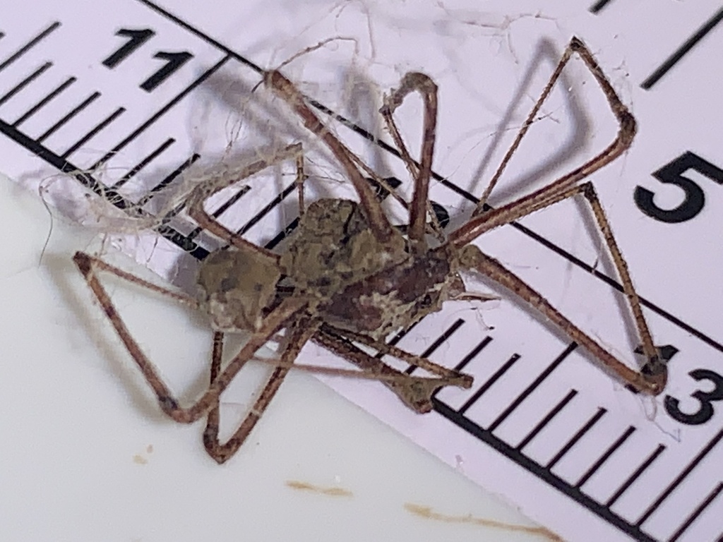 Scytodes atlacoya from FM-521 W, Brazoria, TX, US on August 6, 2022 at ...