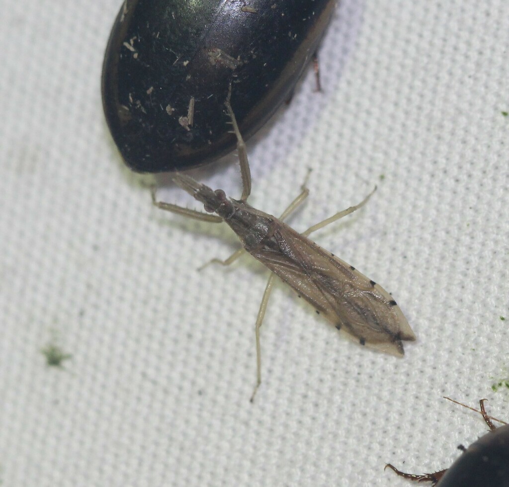 Pnirontis infirma from South Side, Corpus Christi, TX, USA on August 16 ...