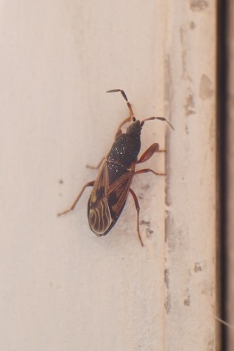 Icus angularis · iNaturalist