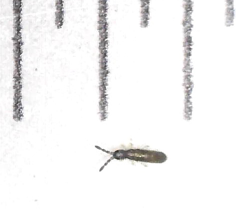 Elongate Springtails from Serowe Botswana on August 15, 2022 by ...