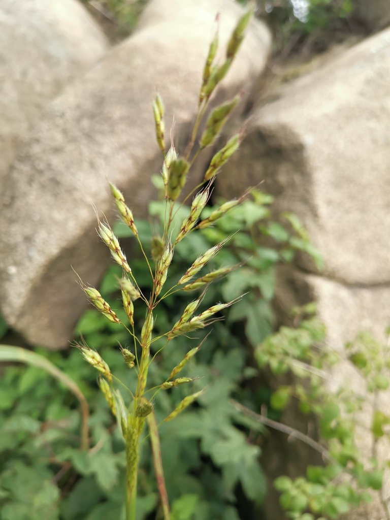 frost grass from Tai'an, Shandong, China on August 08, 2022 at 04:08 PM ...