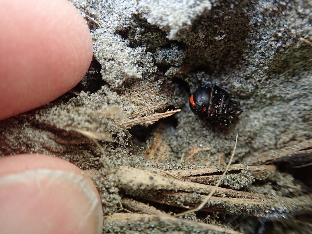 Katipō from Waitarere Beach, New Zealand on August 12, 2022 at 10:29 AM ...