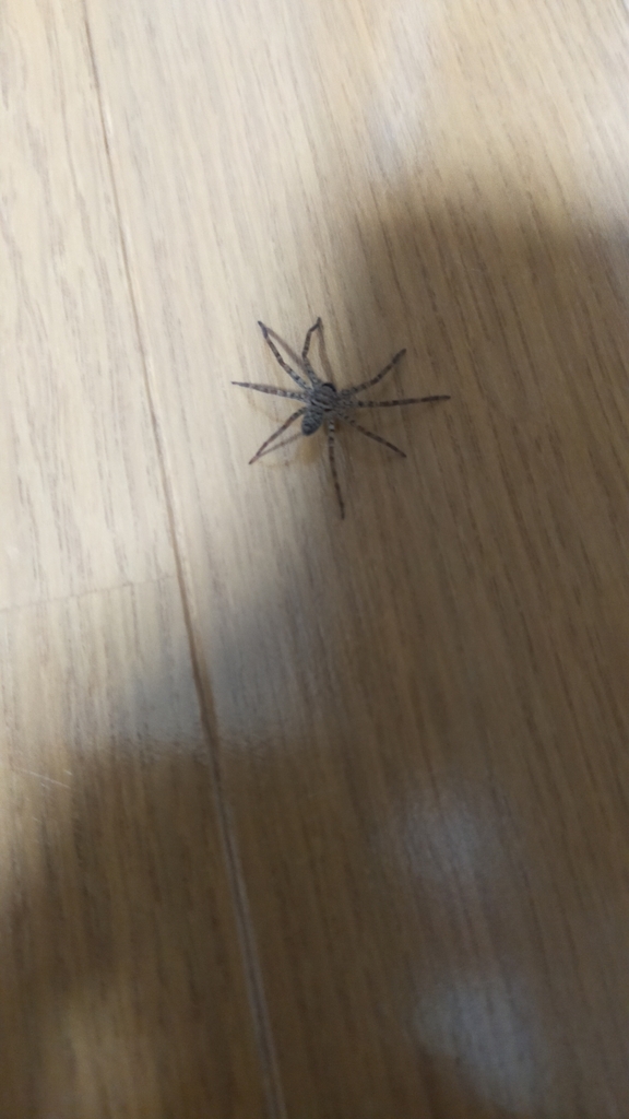 Pantropical Huntsman Spider from 日本、〒422-8021 静岡県静岡市駿河区小鹿1384 on August ...