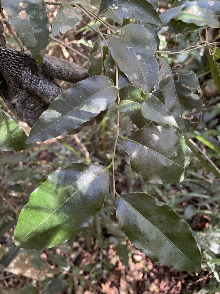 Yellow Tulipwood from Kiamba Rd, Kiamba, QLD, AU on August 16, 2022 at ...