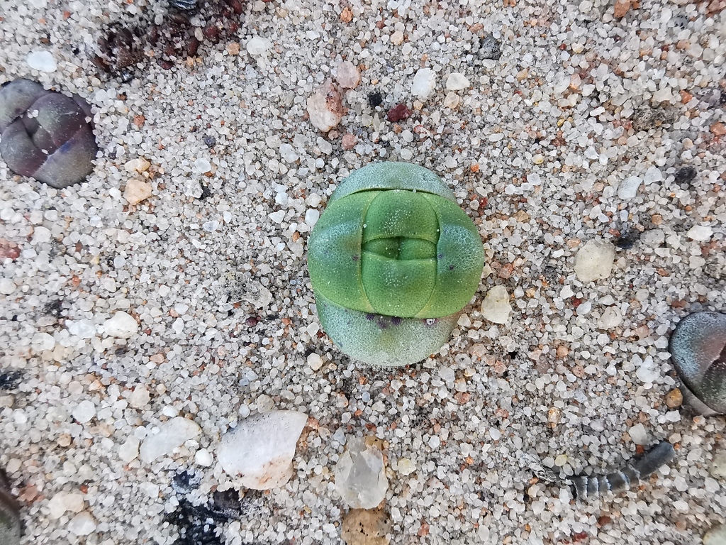 Crassula columnaris columnaris in August 2022 by Cait Smith · iNaturalist