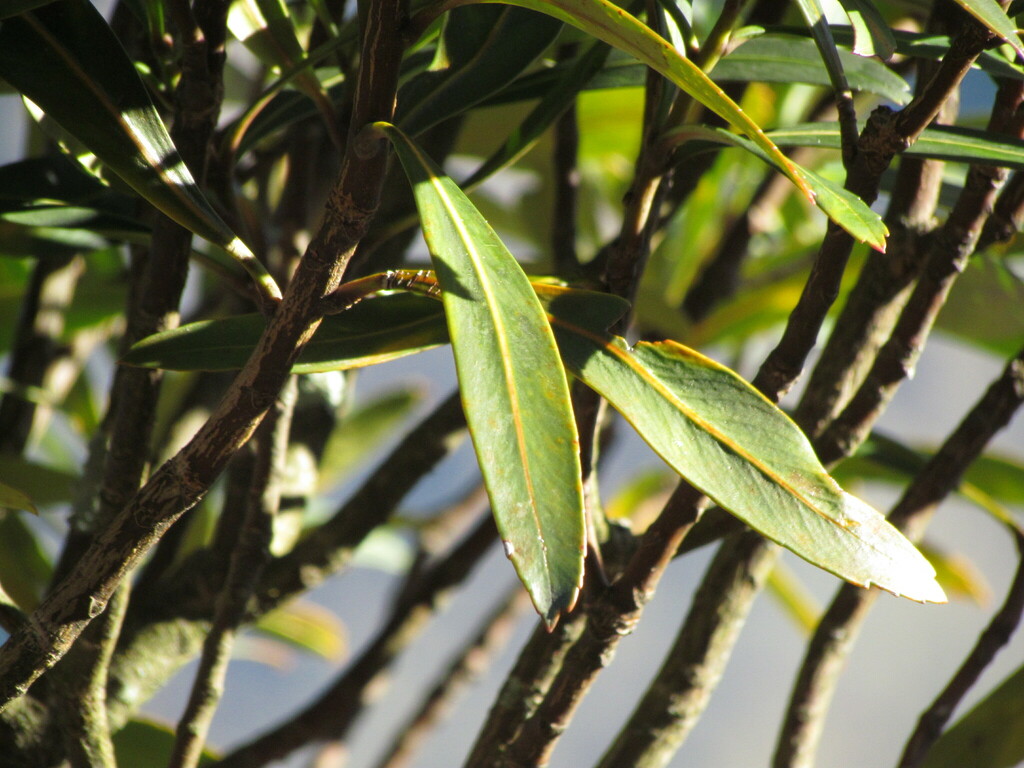 lancewoods and five fingers from Glendhu Bay 9382, New Zealand on ...