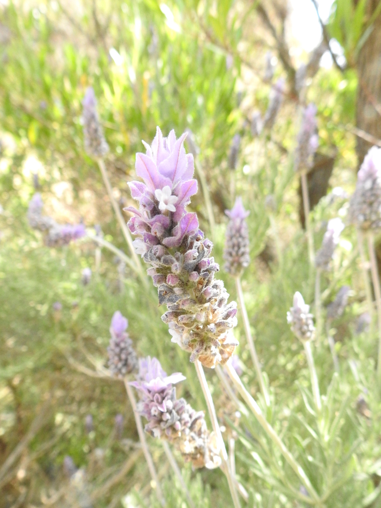 French lavender from Al Azizah Saudi Arabia on March 19, 2022 at 09:27 ...