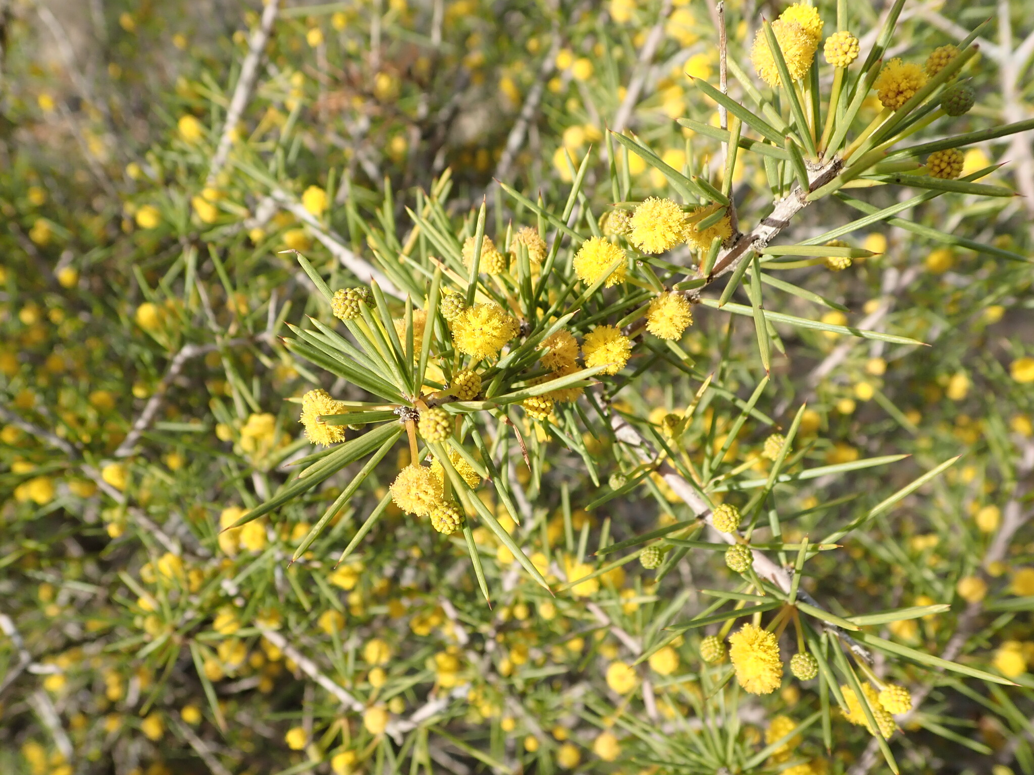 Acacia tetragonophylla F.Muell.