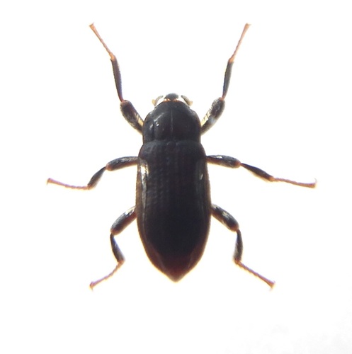 ツヤドロムシ属 (Zaitzevia)