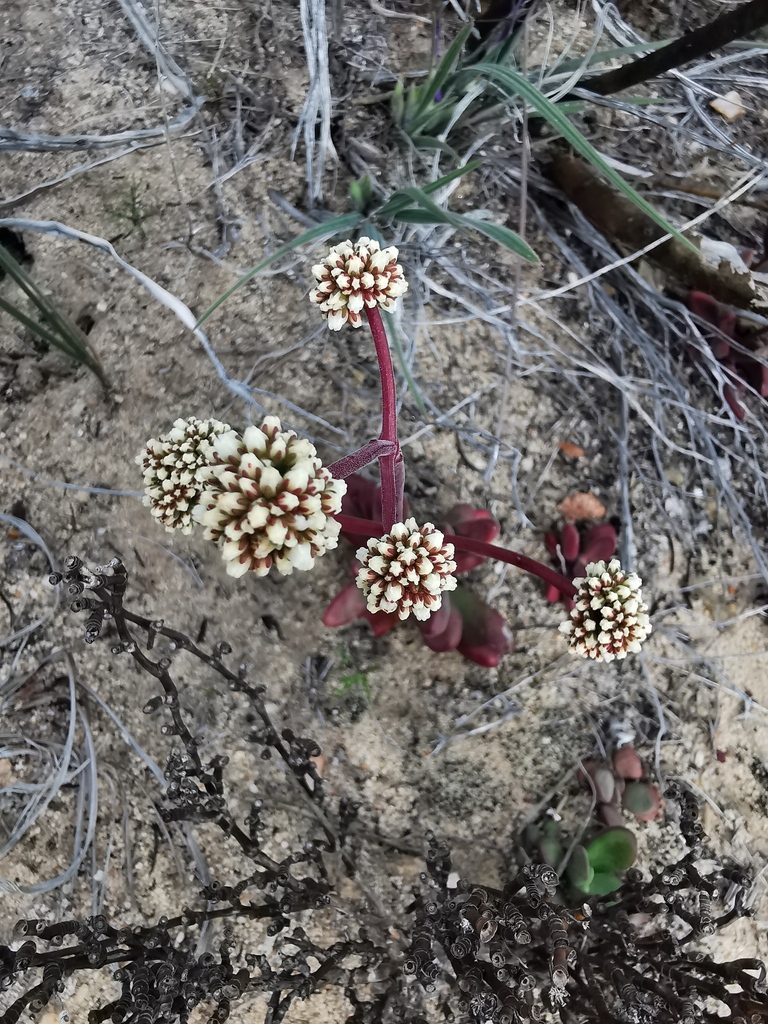 Crassula clavata in August 2022 by Cait Smith · iNaturalist