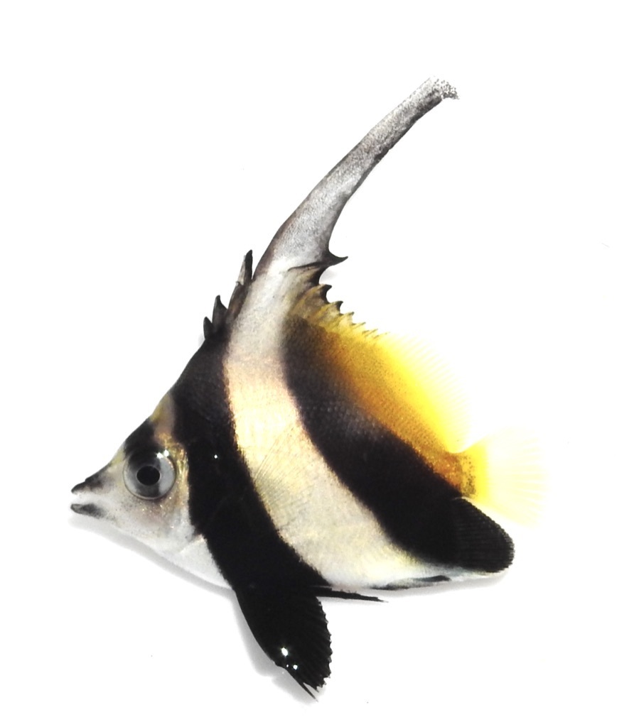 Longfin Bannerfish in August 2022 by Rei Akiyama · iNaturalist