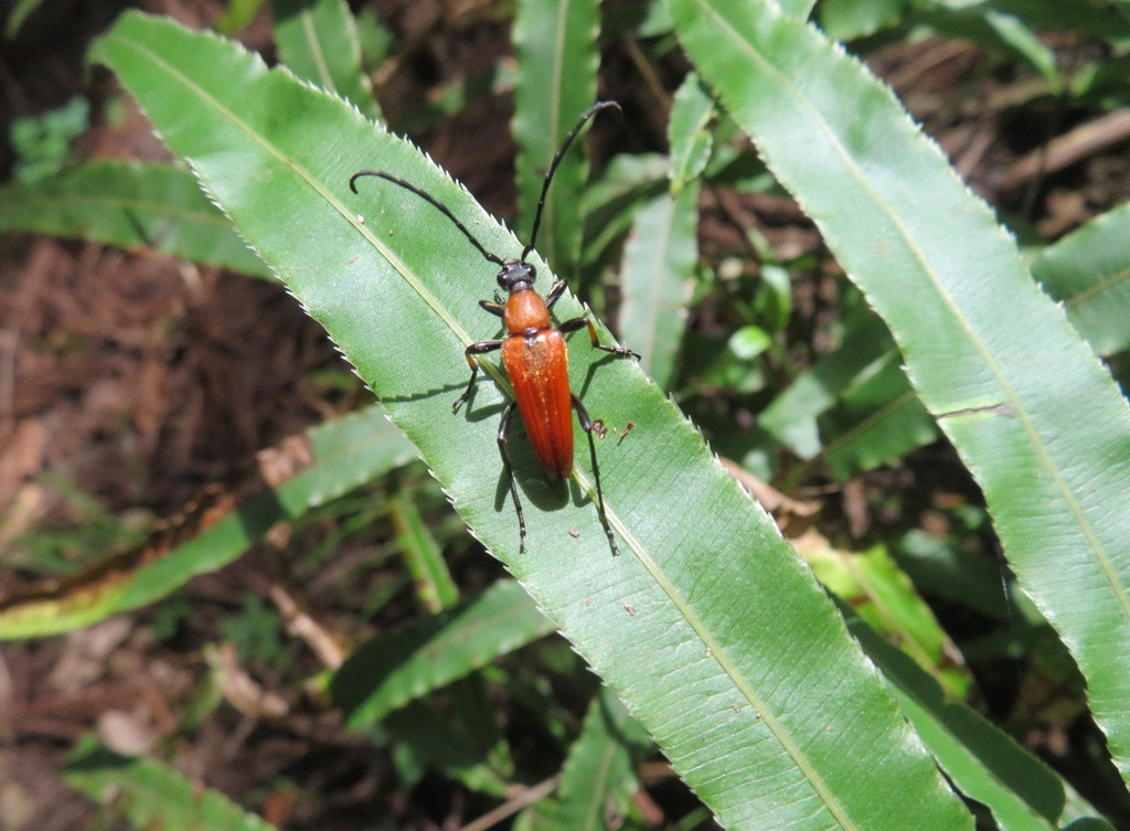 Stictoleptura dichroa from Tanazawa, Okutama, Nishitama District, Tokyo ...