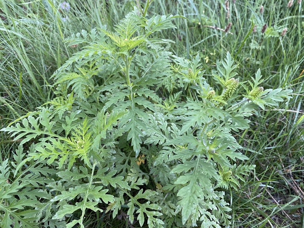 common ragweed from Route 422 E, Fenelton, PA, US on August 16, 2022 at ...