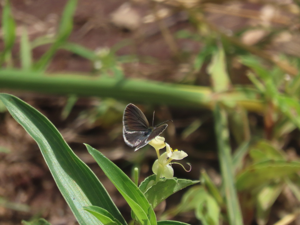 Tiny Grass Blue from Choma, Zambia on March 30, 2022 at 01:27 PM by ...